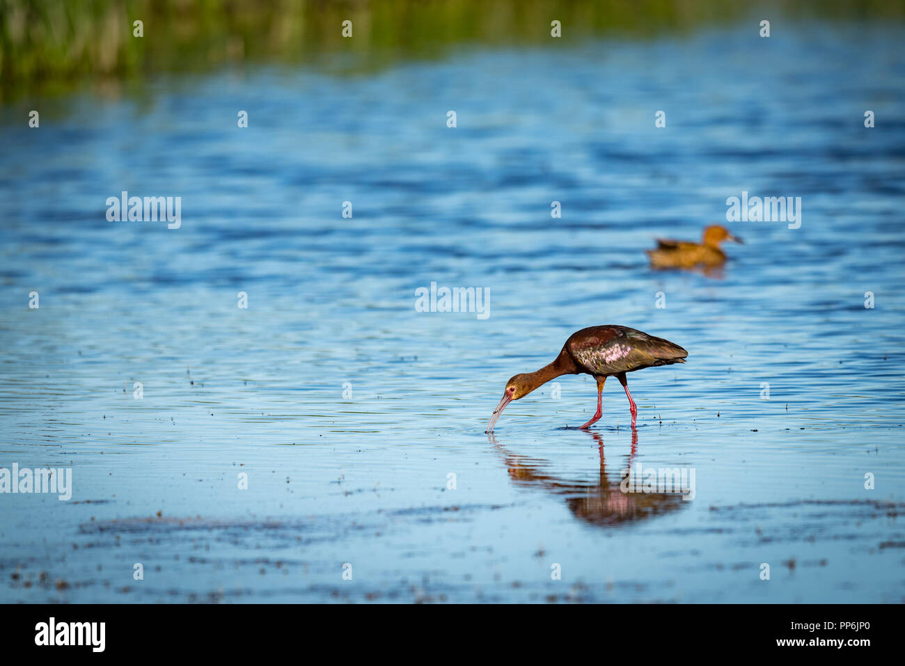 White faced ibis alberta hi-res stock photography and images - Alamy
