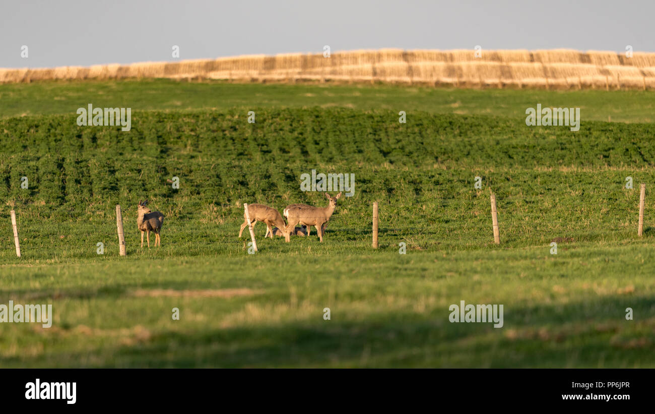 White tailed deer farm field hi-res stock photography and images - Alamy