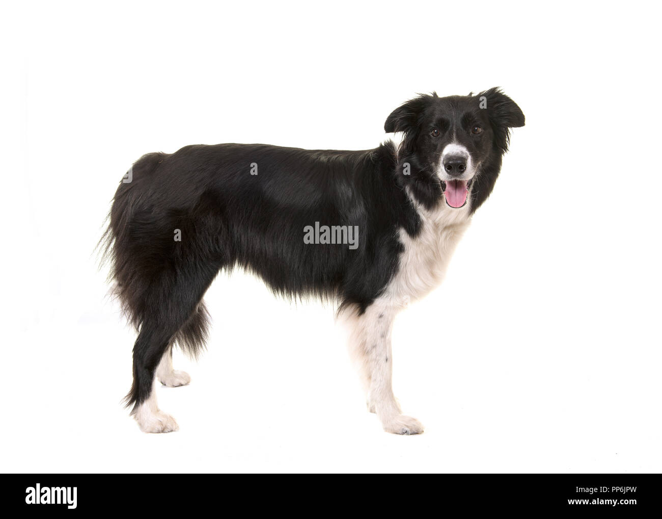 Border collie side view Cut Out Stock Images & Pictures - Alamy