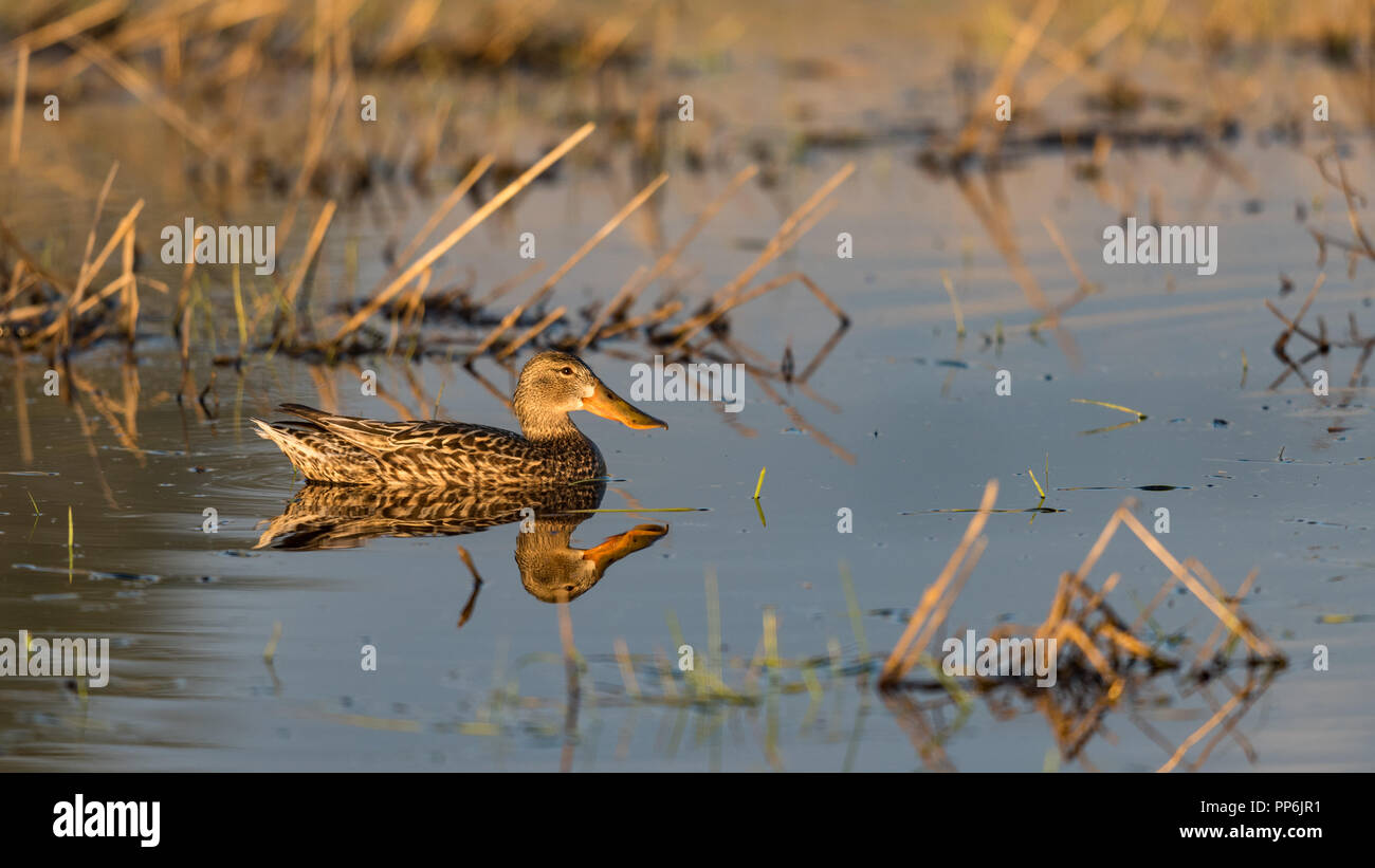 Female northern shoveler in flight hi-res stock photography and images - Alamy
