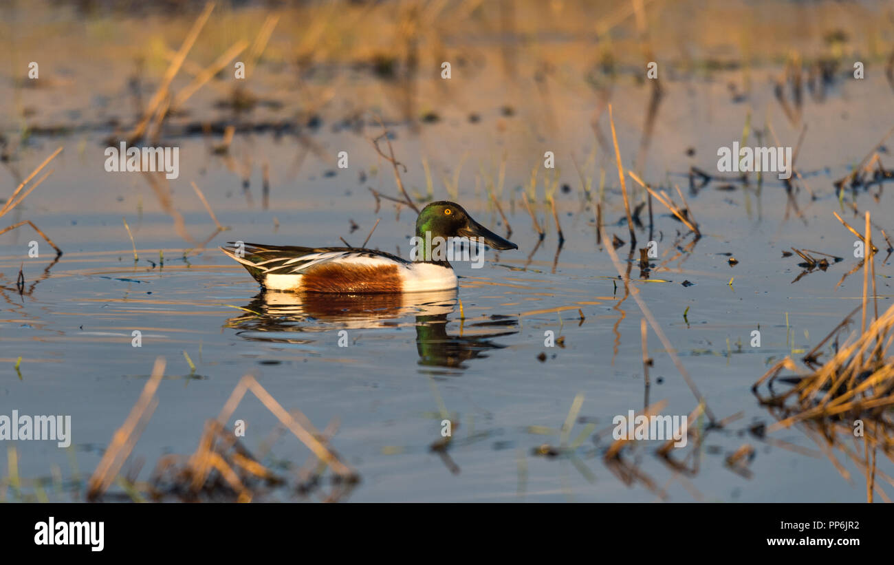 Prairie male hi-res stock photography and images - Alamy