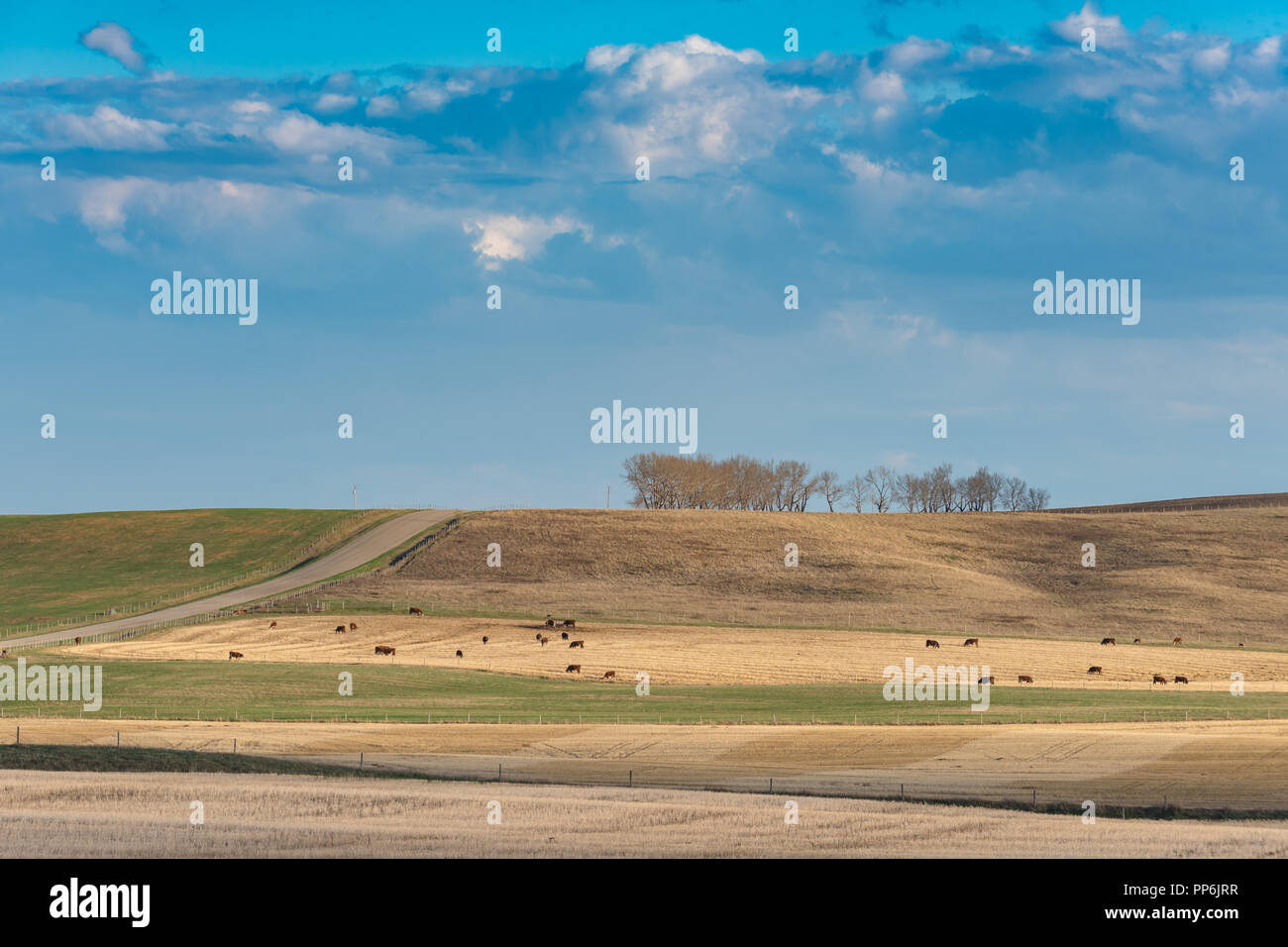 Growing cattle hi-res stock photography and images - Alamy