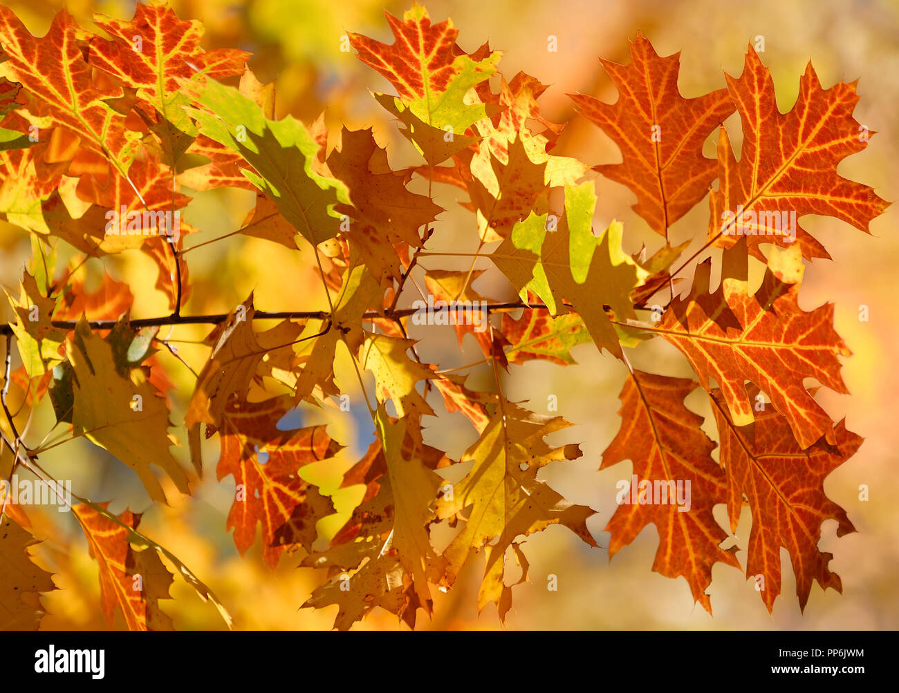 Beautiful colorful autumn leaves in the forest Stock Photo - Alamy