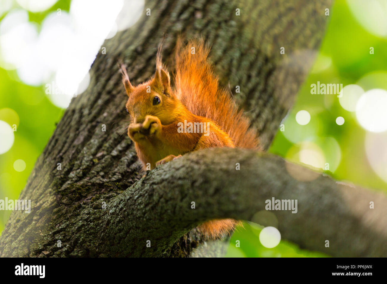 Sitting squarely hi-res stock photography and images - Alamy