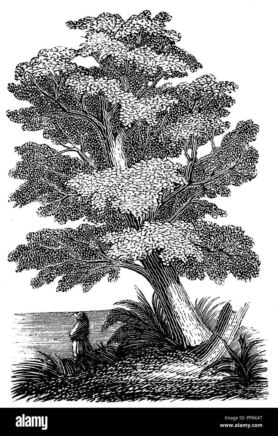 Cinnamomum camphora drawing hi-res stock photography and images - Alamy