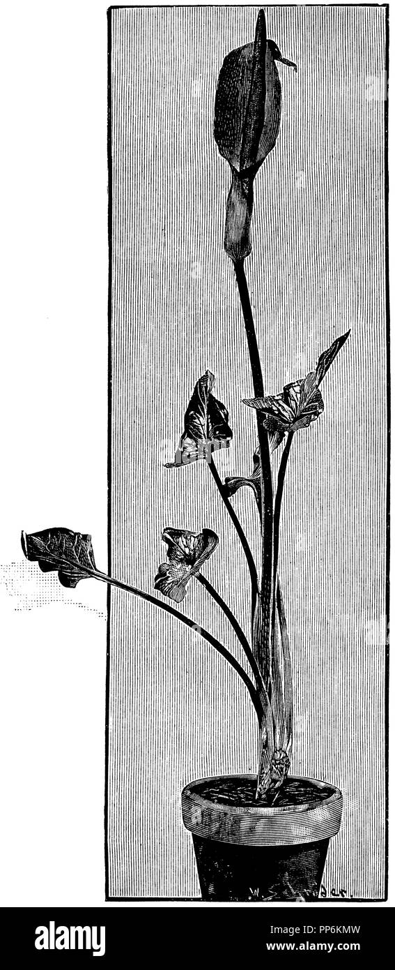 black calla , 1907 Stock Photo - Alamy