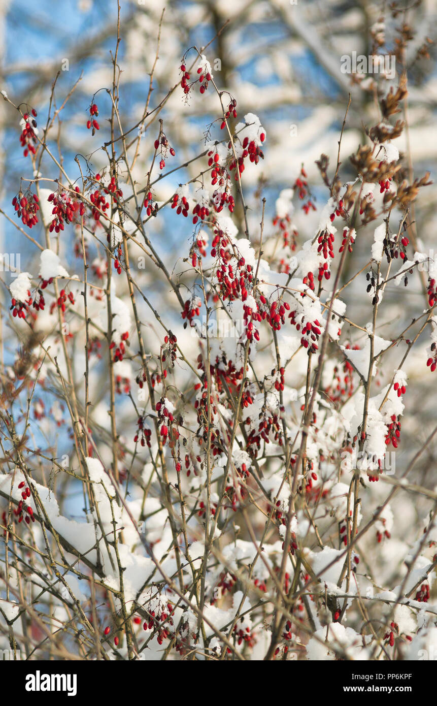Winter berries snow hi-res stock photography and images - Alamy