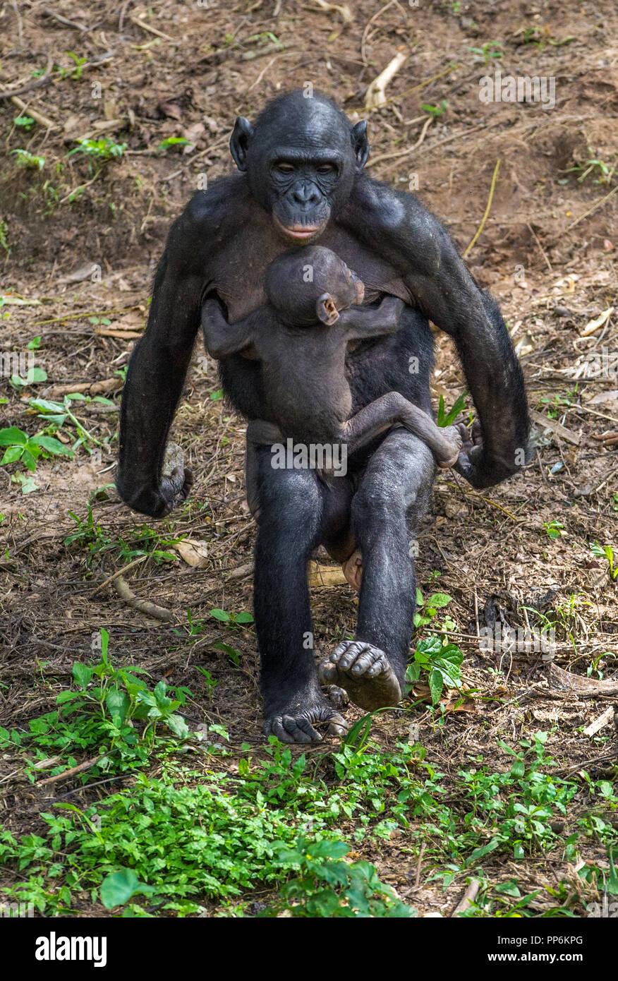 Ape mammal hi-res stock photography and images - Alamy