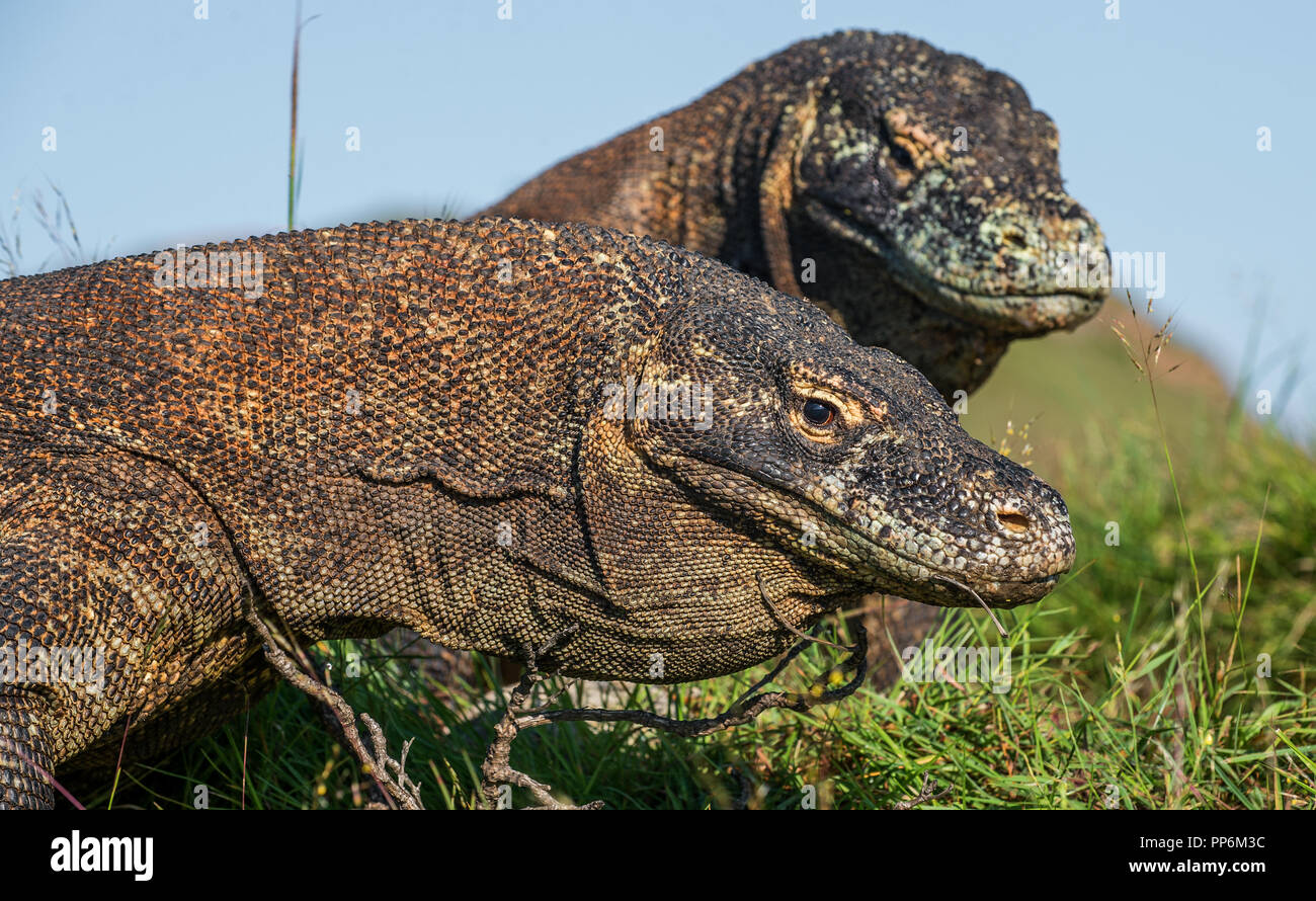 Close up Portrait of Komodo dragon in natural habitat. Scientific name ...