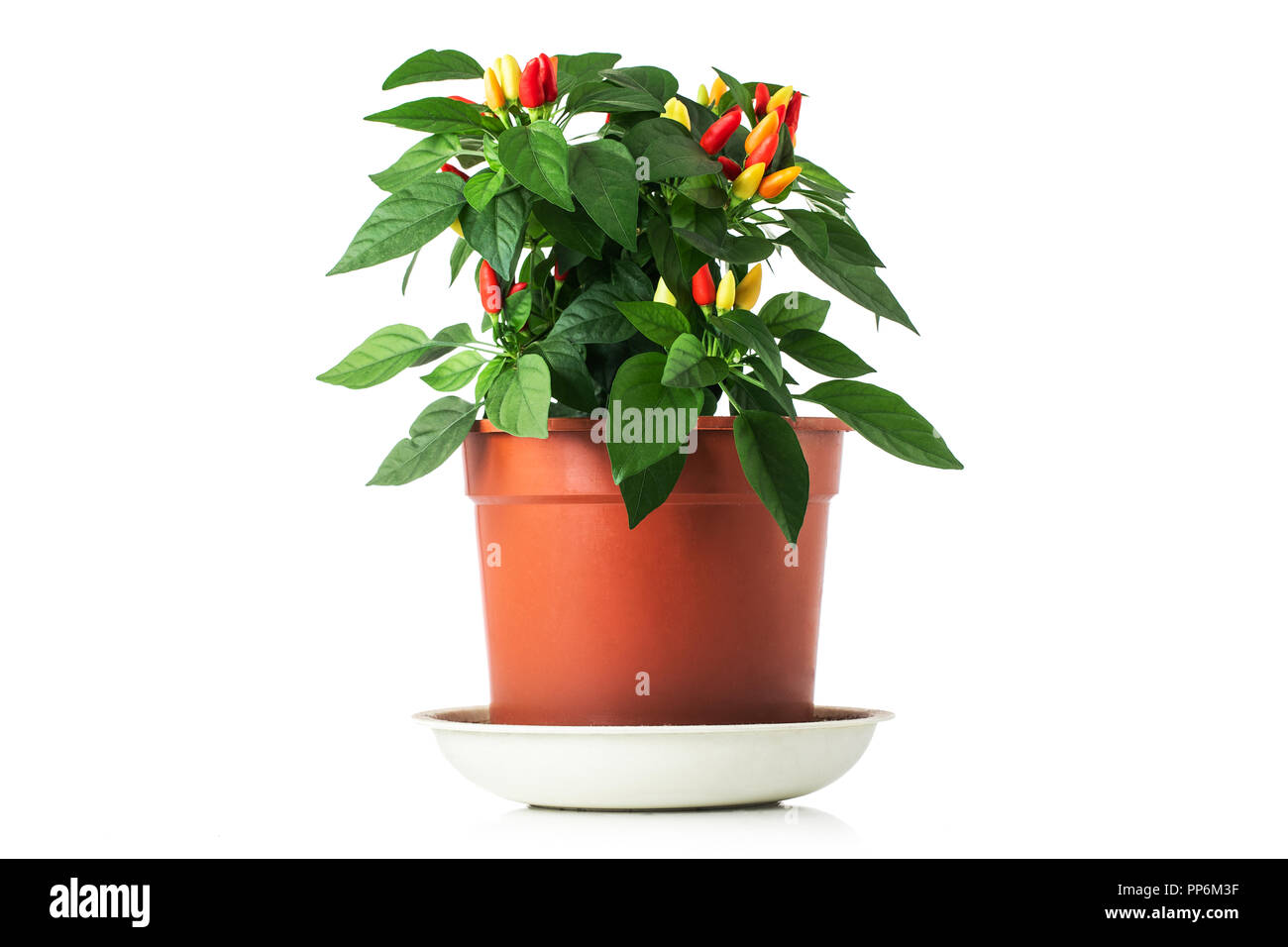 Hot chilli peppers red, orange, yellow on plant in pot isolated on ...
