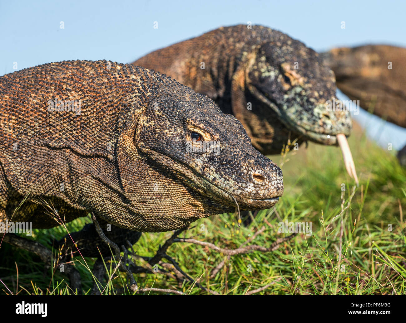Close up Portrait of Komodo dragon in natural habitat. Scientific name ...
