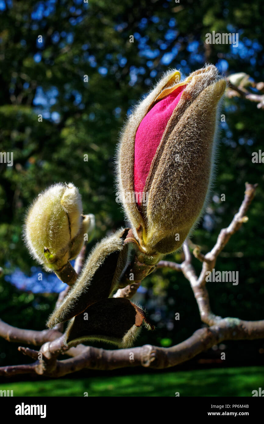 Bulging flower hi-res stock photography and images - Alamy