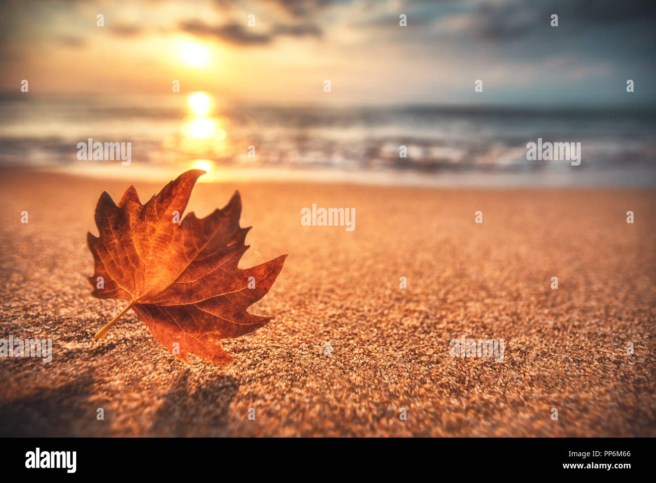 Fall Leaves At The Ocean 25 Pack Paper Autumn Leaf Shapes, Paper