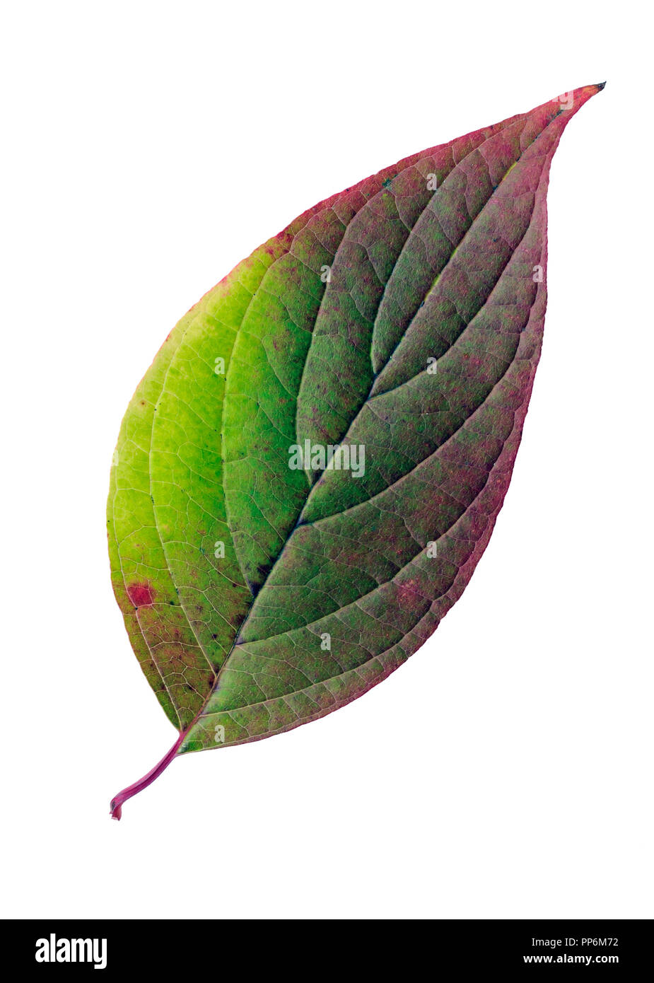 Cornus alba hi-res stock photography and images - Alamy