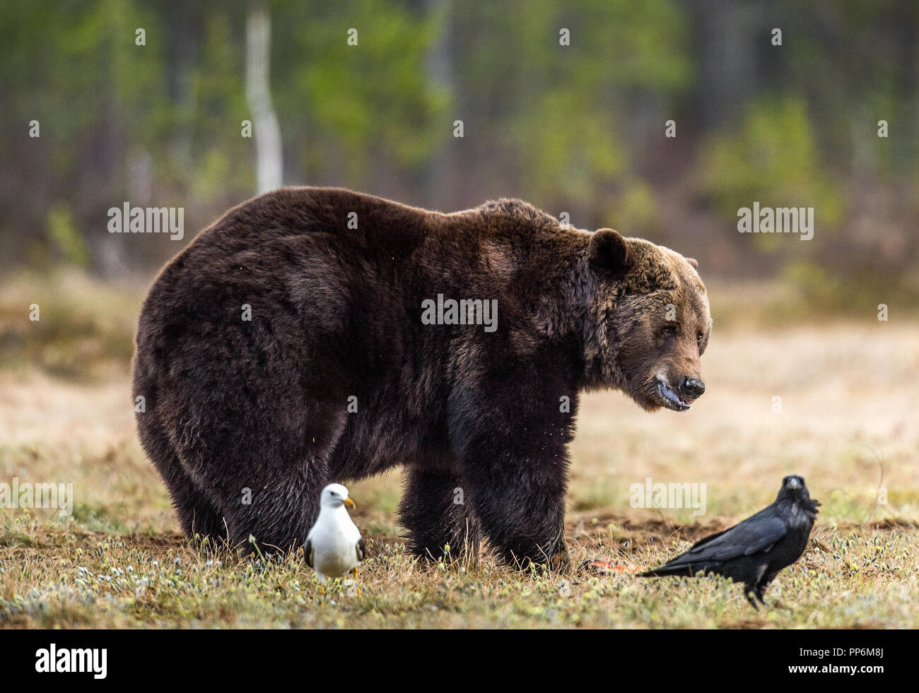 Portrait of Adult Brown Bear with the blood-stained muzzle. Brown Bear ...
