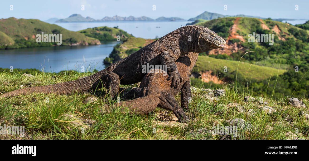 Fight of Komodo dragons for domination. Natural habitat. Scientific ...