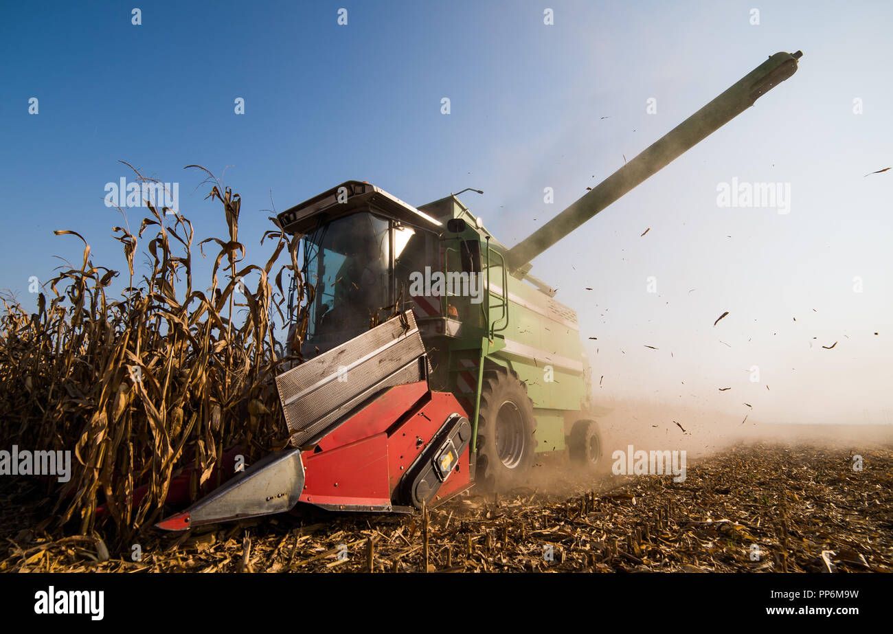 Harvesting of corn fields with combine Stock Photo - Alamy