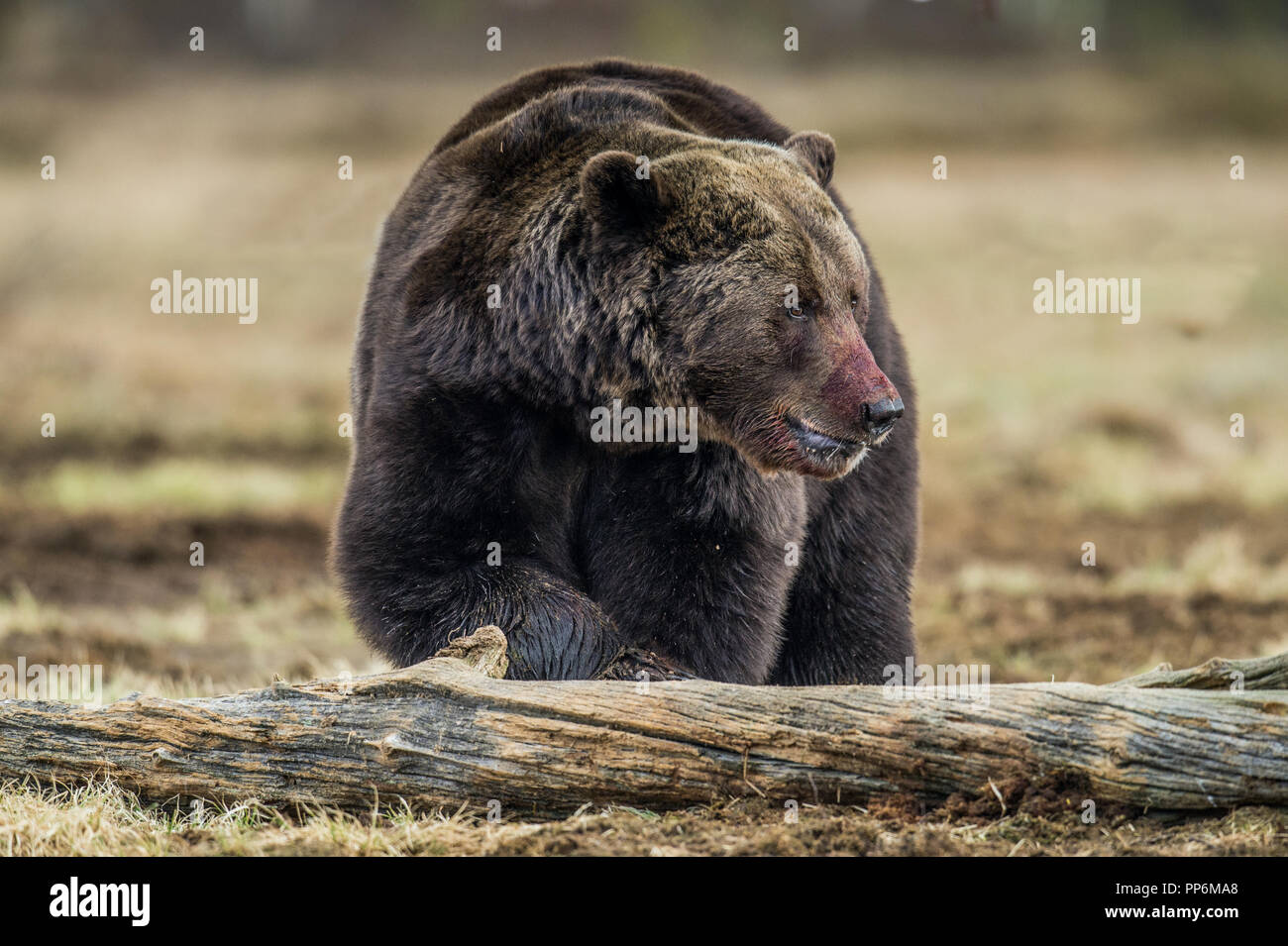 Portrait of Adult Brown Bear with the blood-stained muzzle. Brown Bear ...