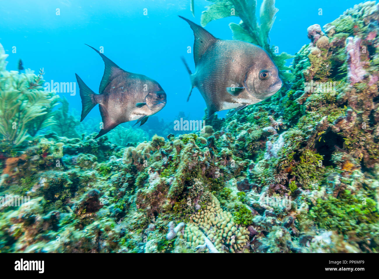 Atlantic spadefish chaetodipterus faber bay hi-res stock photography ...