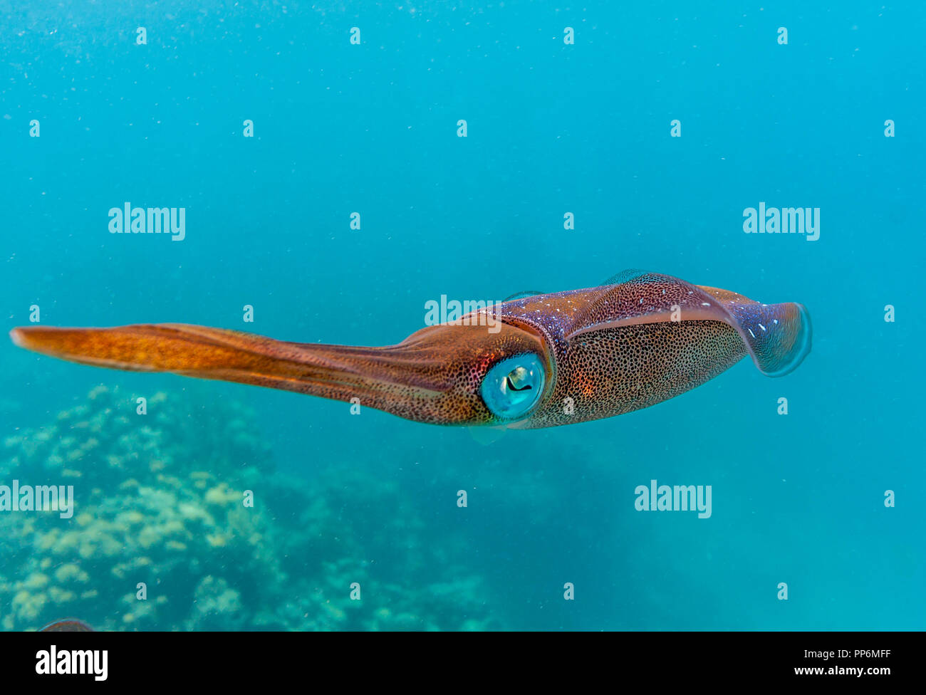 Myopsida squid hi-res stock photography and images - Alamy