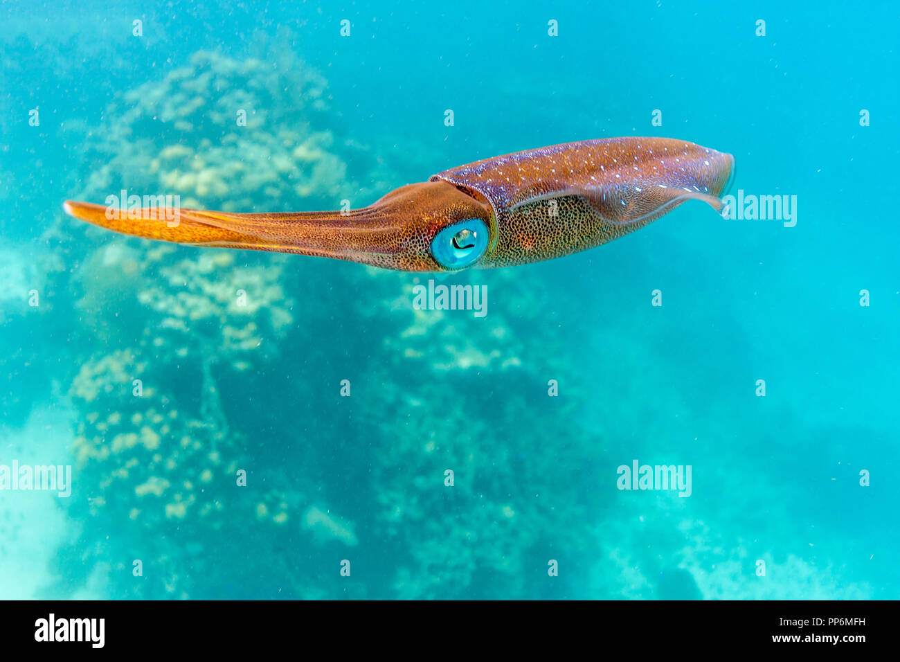 Squid are cephalopods of the two orders Myopsida and Oegopsida Stock ...