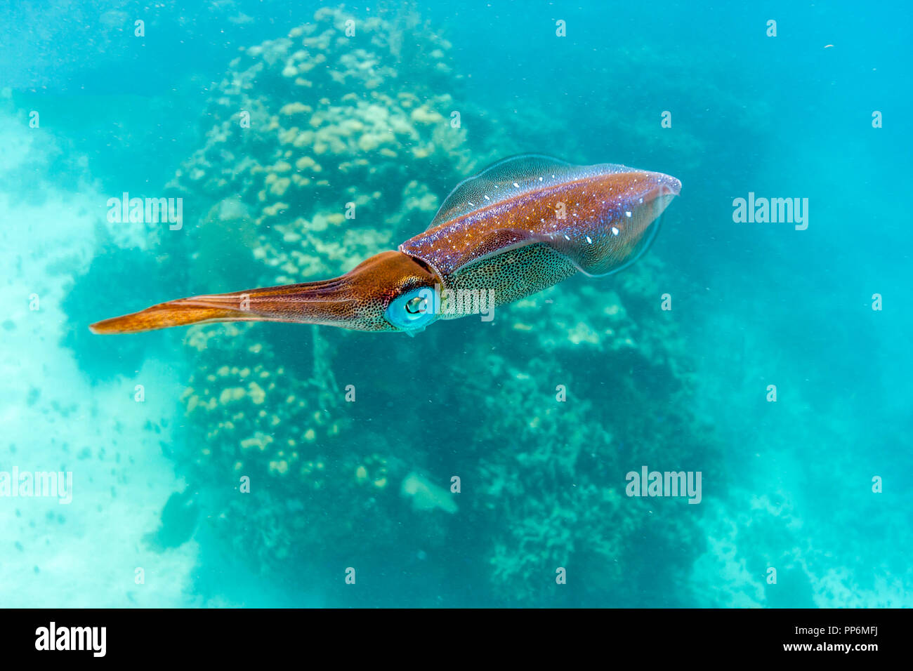 Myopsida squid hi-res stock photography and images - Alamy