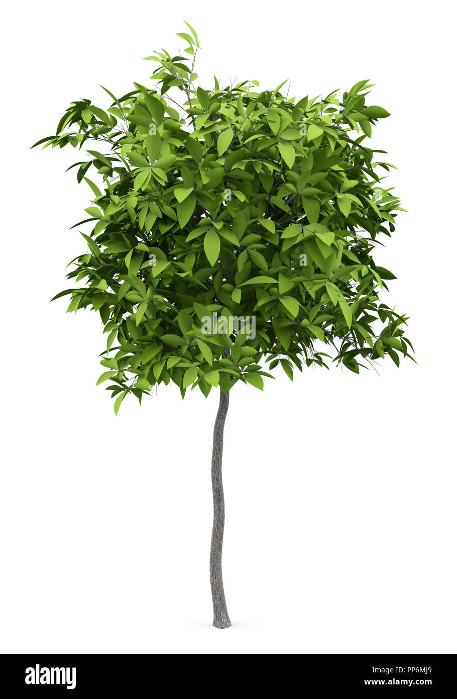 avocado tree isolated on white background. 3d illustration Stock Photo ...