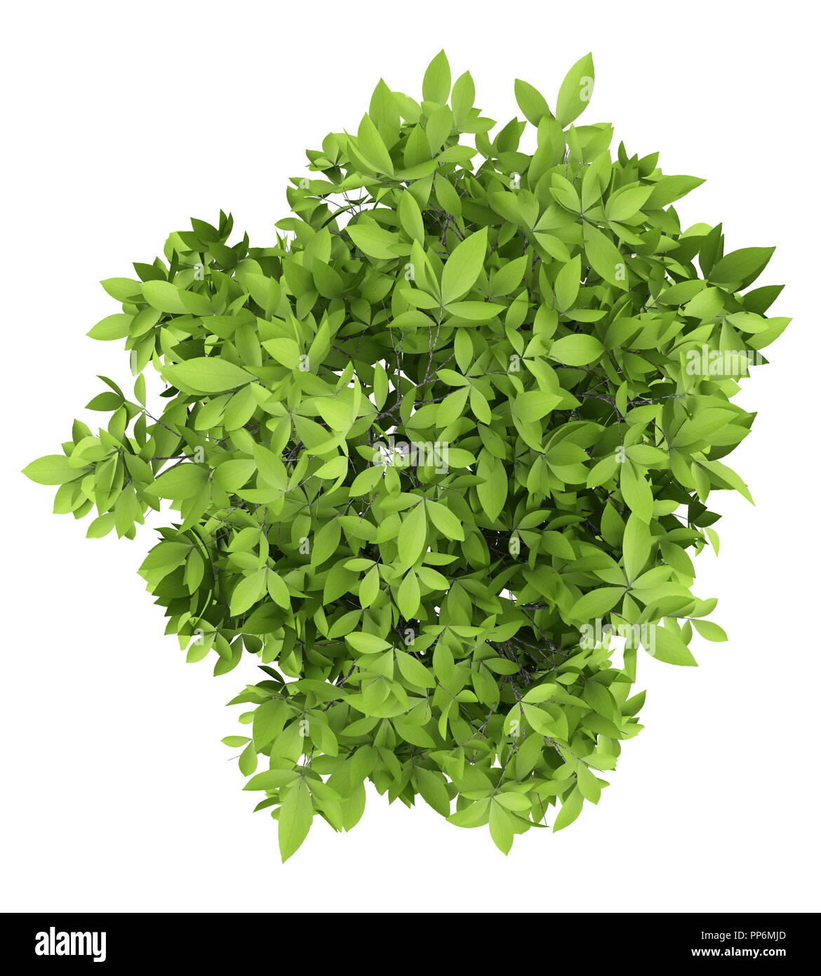 avocado tree isolated on white background. top view. 3d illustration ...