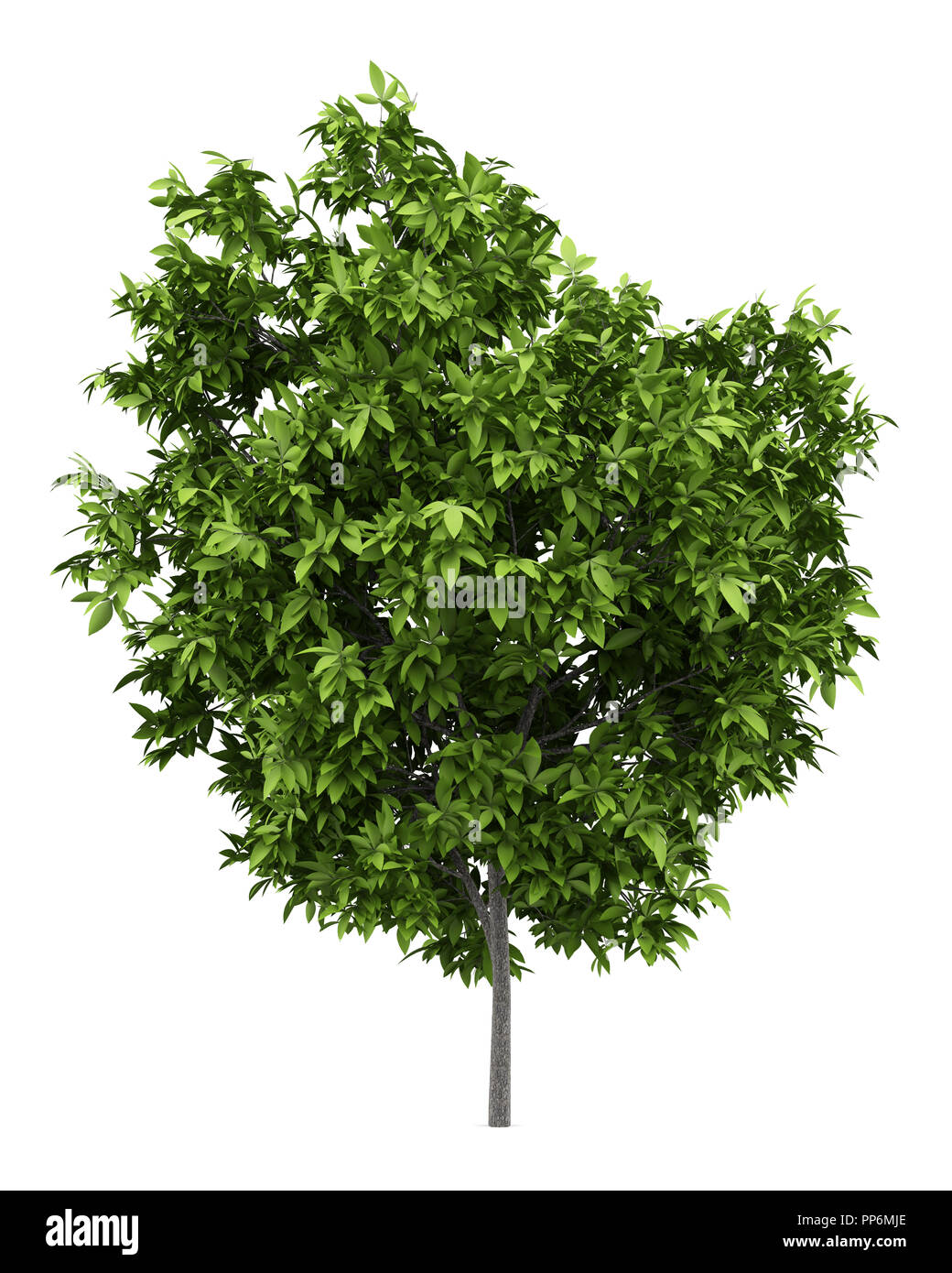 avocado tree isolated on white background. 3d illustration Stock Photo ...