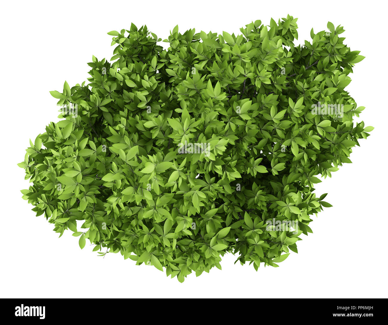 avocado tree isolated on white background. top view. 3d illustration ...