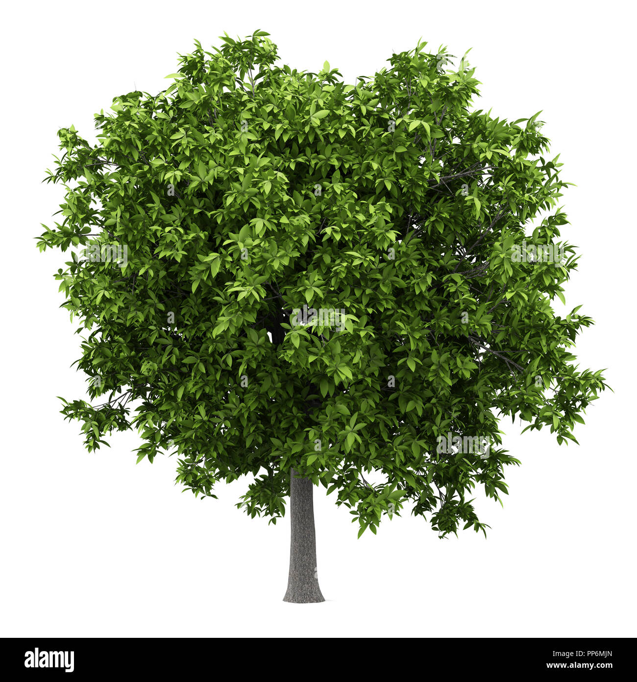 avocado tree isolated on white background. 3d illustration Stock Photo ...