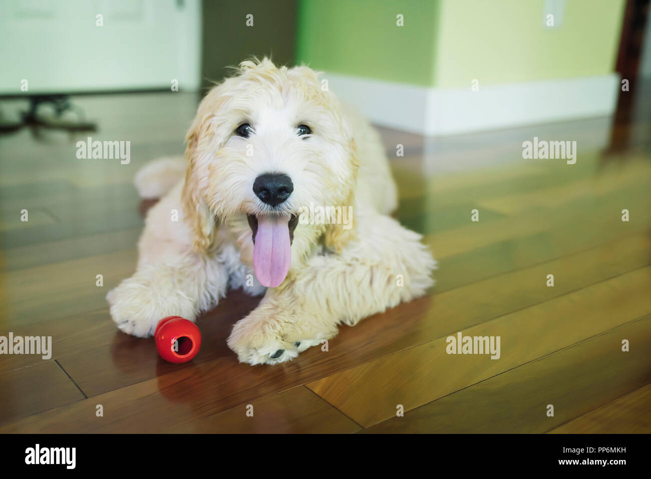 Happy labradoodle puppy laying on floor with toy Stock Photo - Alamy