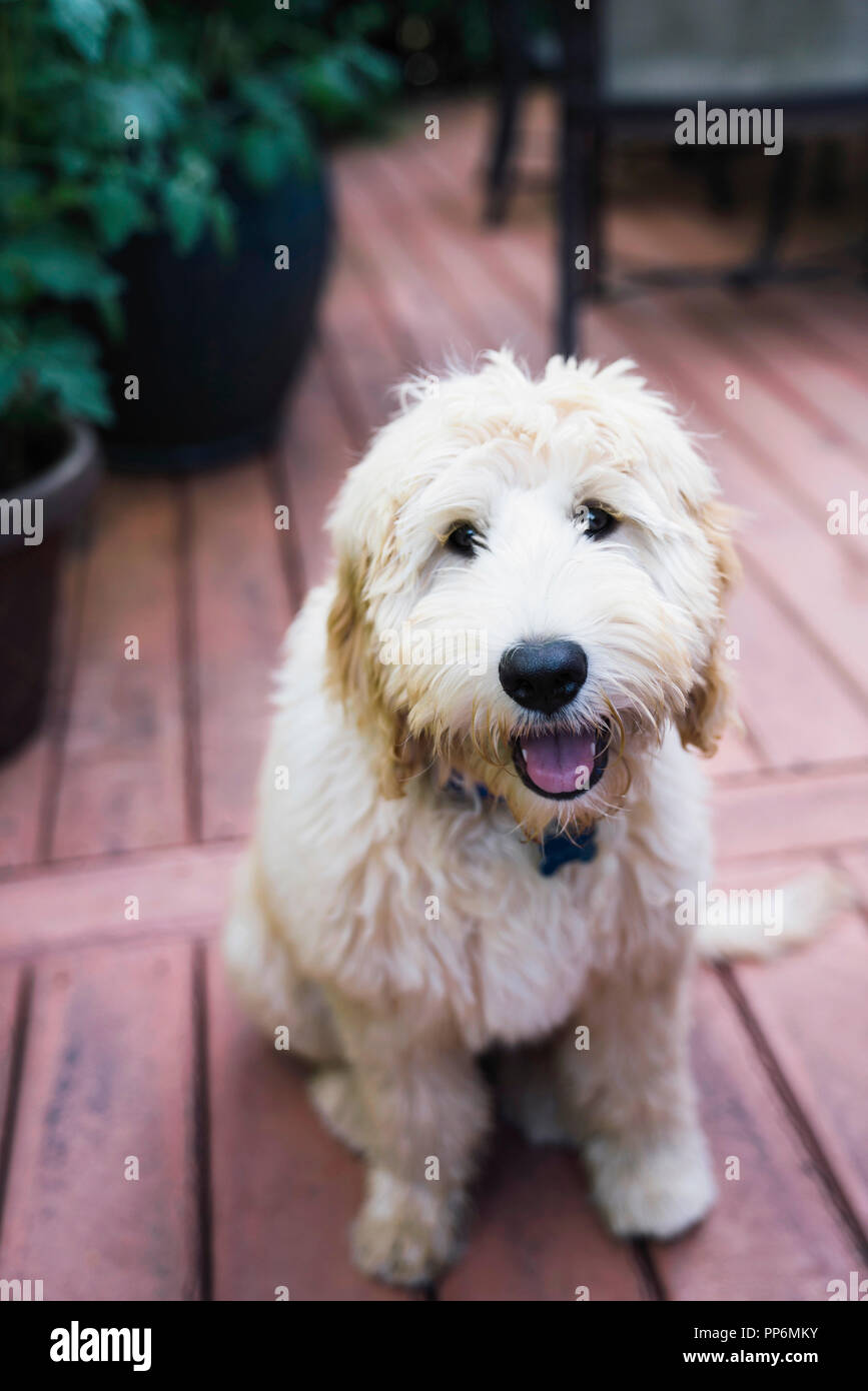 Puppy on the porch hi-res stock photography and images - Alamy