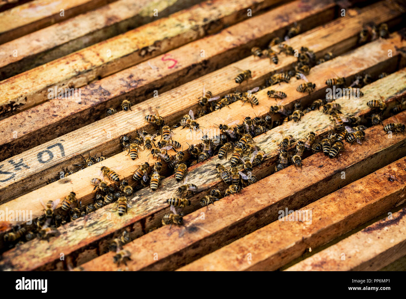 Close up of bees and honeycomb in wooden beehive Stock Photo - Alamy