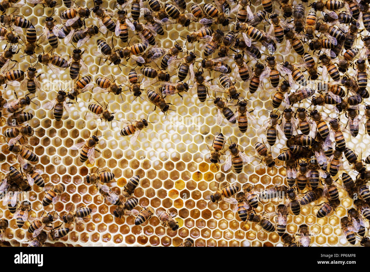 Close up of bees and honeycomb in wooden beehive Stock Photo - Alamy