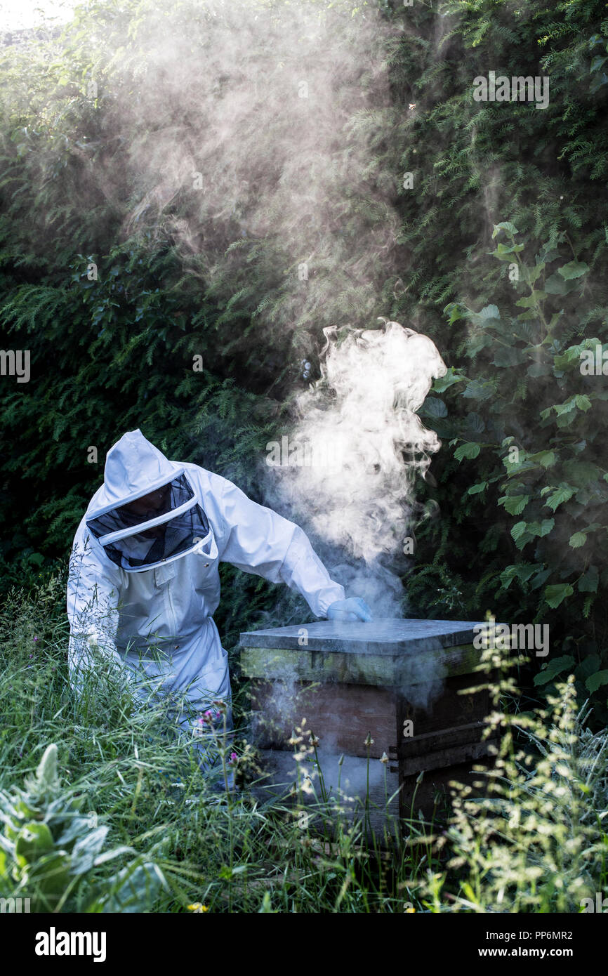 Beekeper wearing protective suit at work, using smoker to calm bees ...