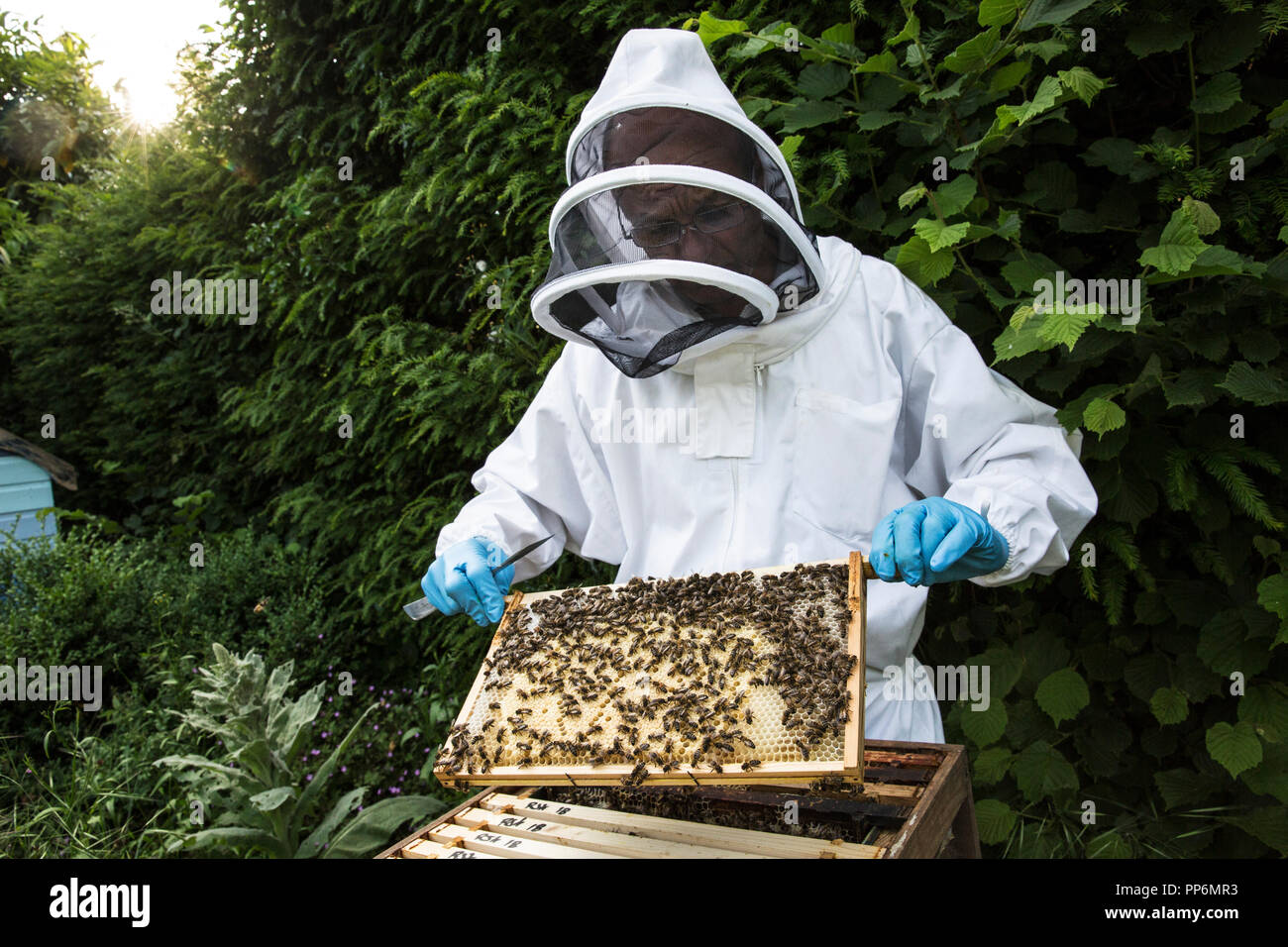 Beekeper wearing protective suit at work, inspecting wooden beehive ...