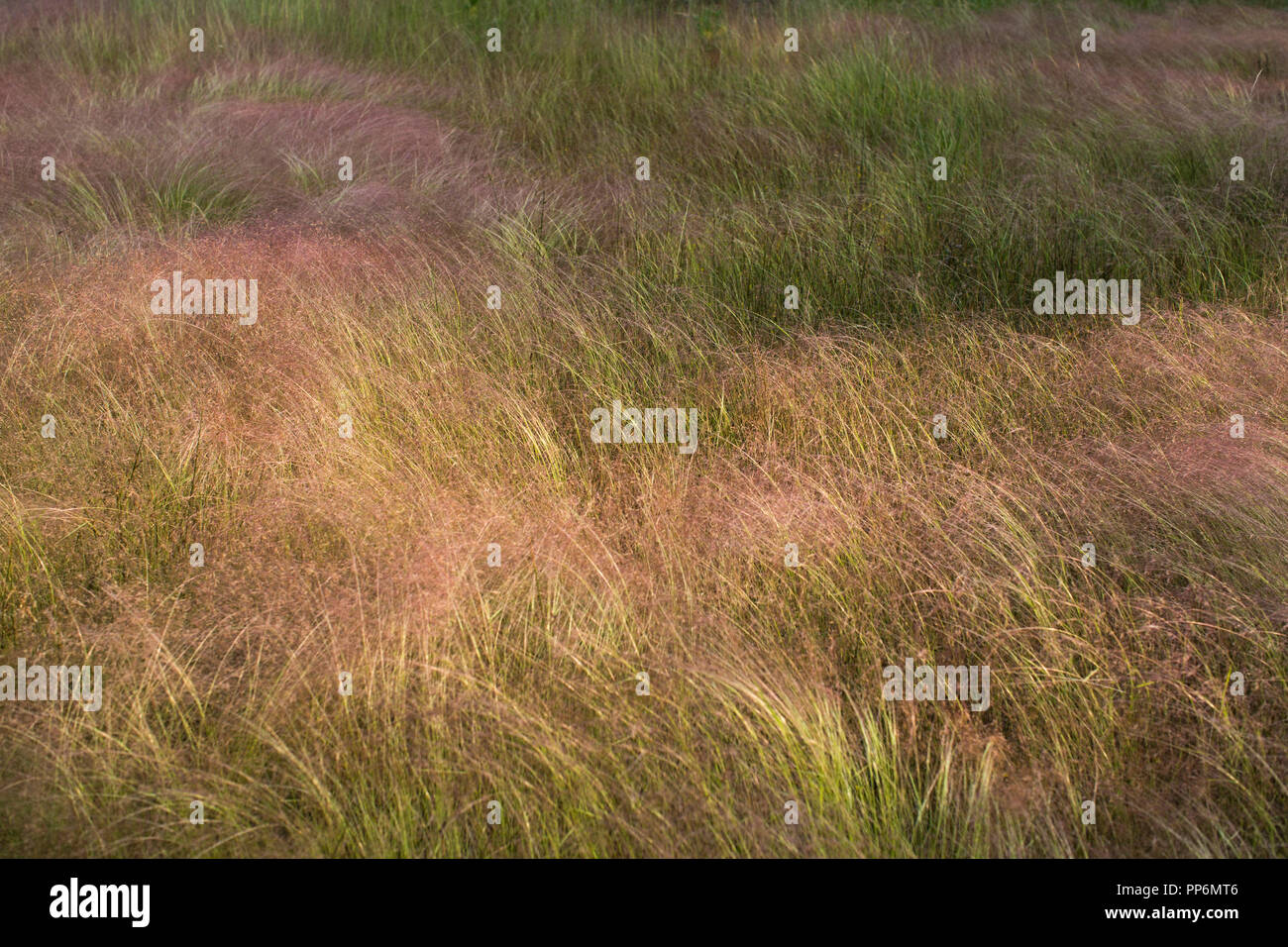 Field windswept wild grasses hi-res stock photography and images - Alamy