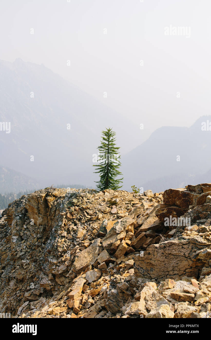 A single pine tree on a mountain top on the Pacific Crest Trail, near ...