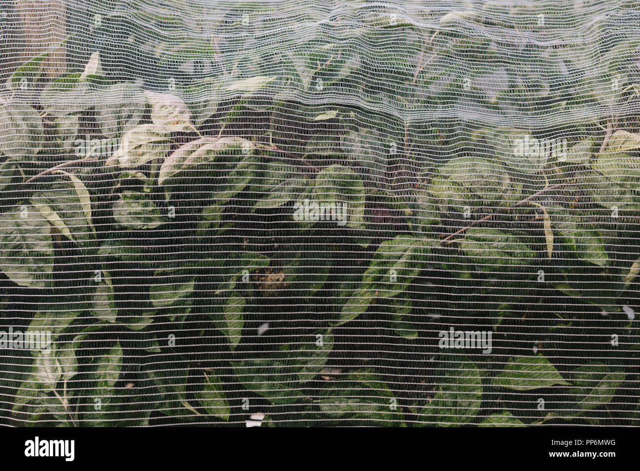 Protective mesh fabric covering apple trees bearing young fruit in ...