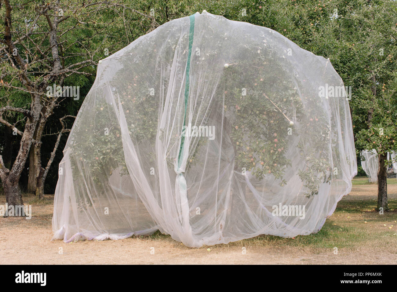 Protective mesh fabric covering apple trees bearing young fruit in ...