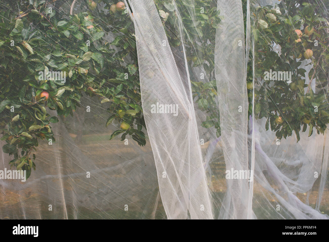 Protective mesh fabric covering apple trees bearing young fruit in ...