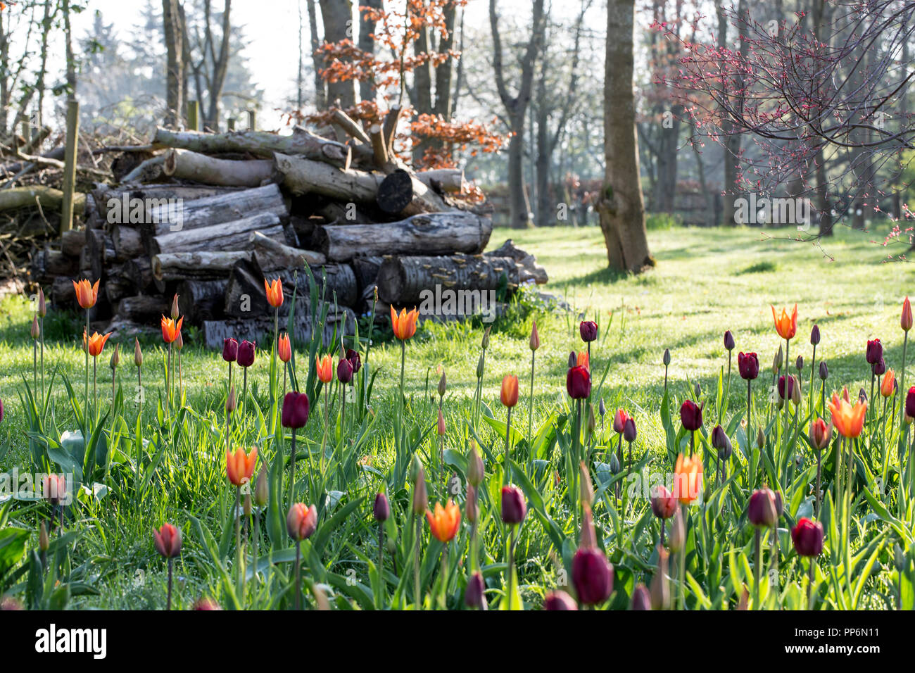 Orchard with a bed of tulips with red and orange pointed blossoms and a ...