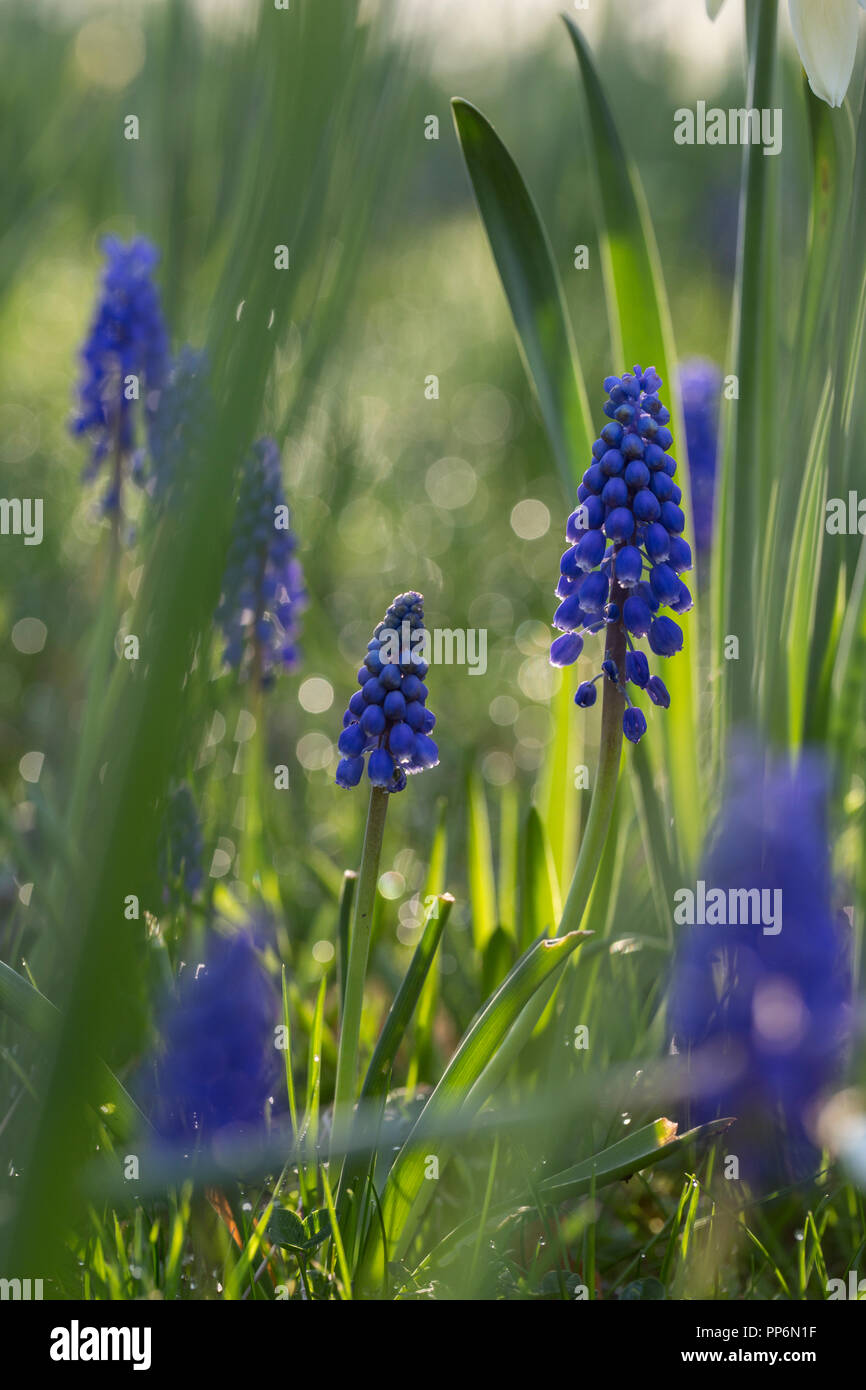 Image of blue hyacinths hi-res stock photography and images - Alamy