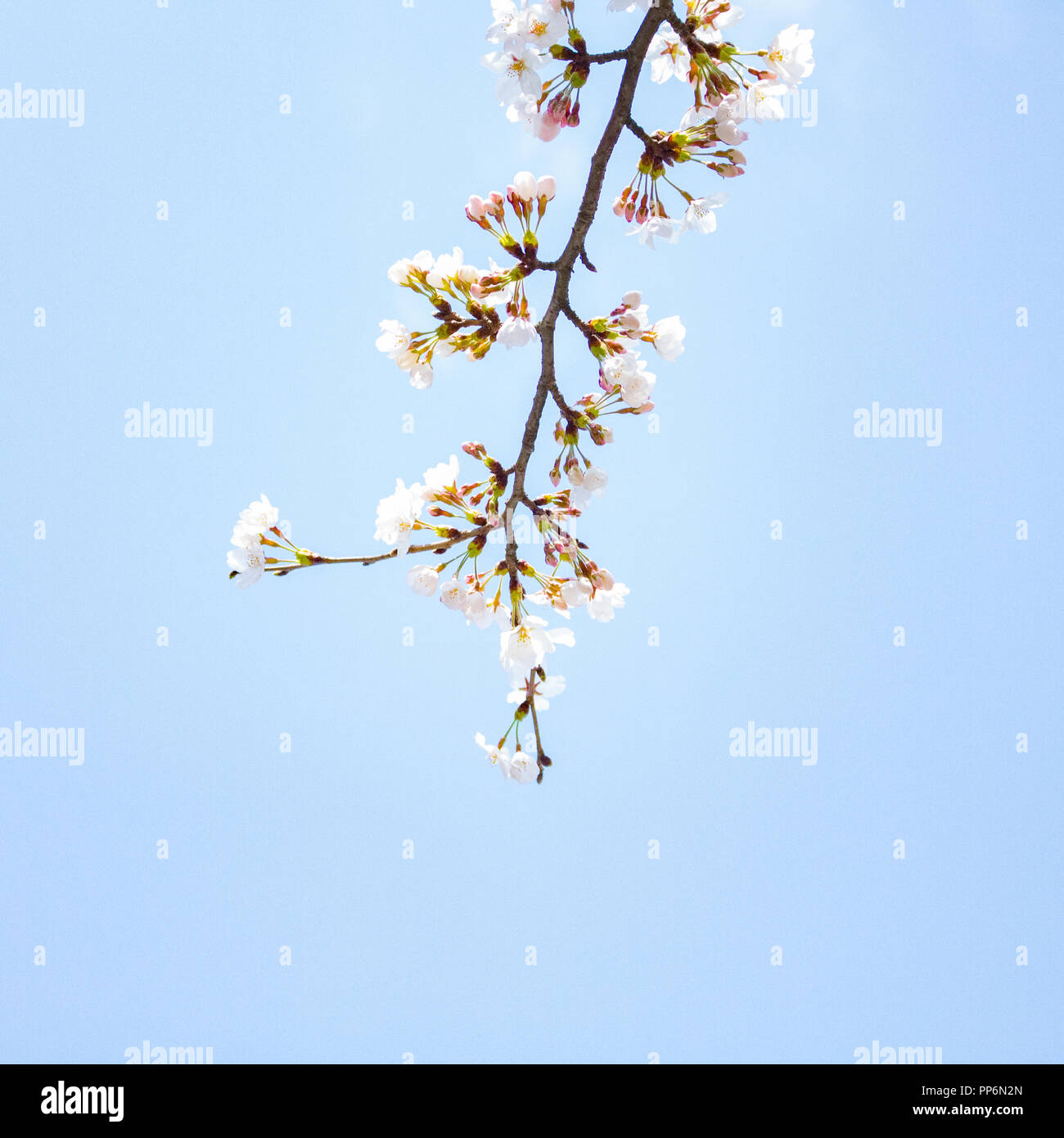 Hundreds of razor clam shells on beach, New Brighton, Merseyside, UK ...