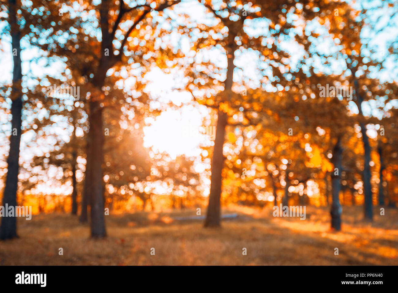 Abstract Autumn Blurred Forest Background. Bokeh, Boke Woods With Sunlight In Yellow Colors of ...