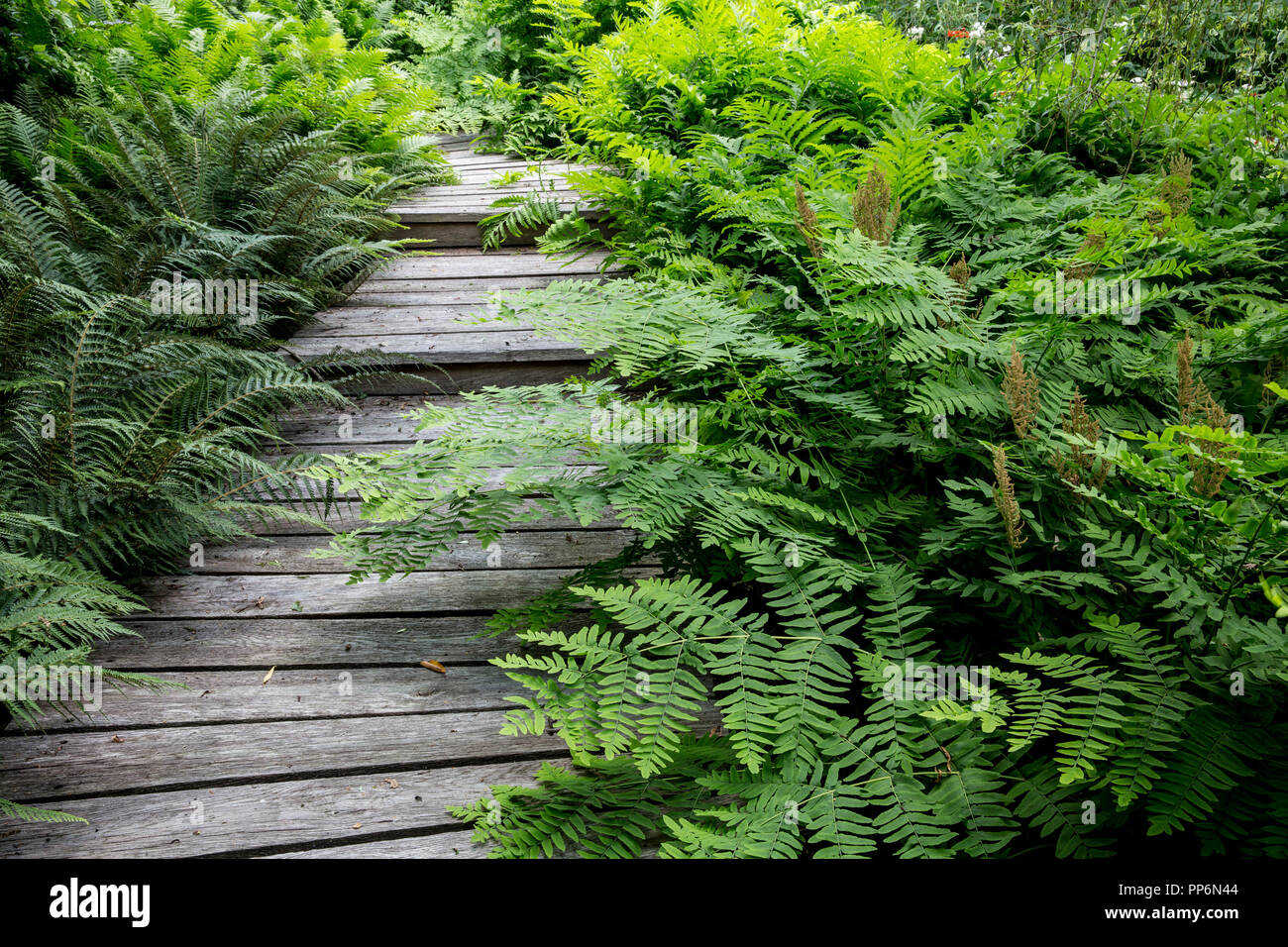Curved fern leaf hi-res stock photography and images - Alamy