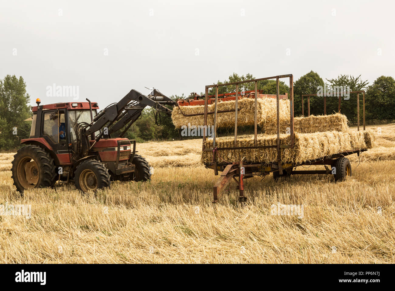 Tractor and straw baler in wheat field, farmer baling straw Stock Photo ...