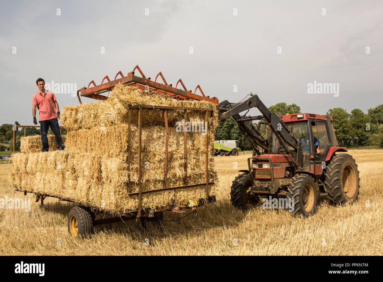 Farmer baling straw, standing on trailer on top of stack of straw bales ...