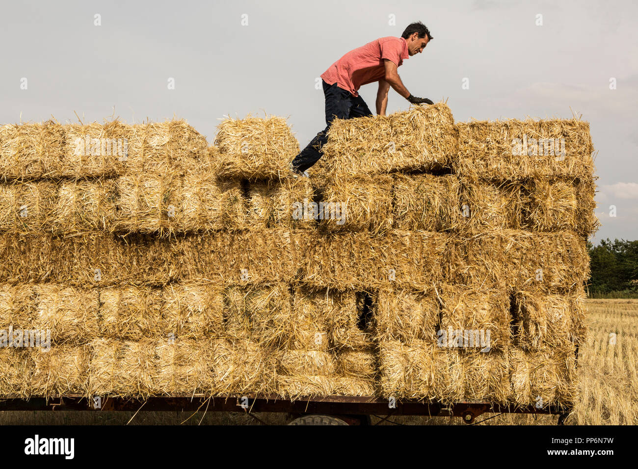 Farmer baling straw, standing on trailer on top of stack of straw bales ...